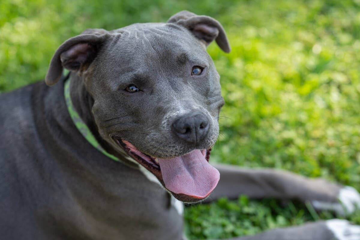 Blue Staffy's Gentle Way of Treating Her Toys Will Melt Anyone’s Heart ...