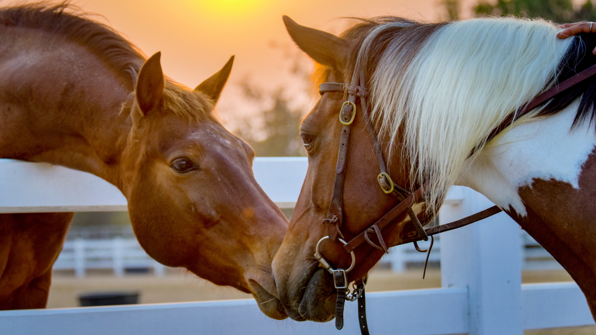 Moment Horse Besties Finally Reunite After a Year Apart Is Everything ...