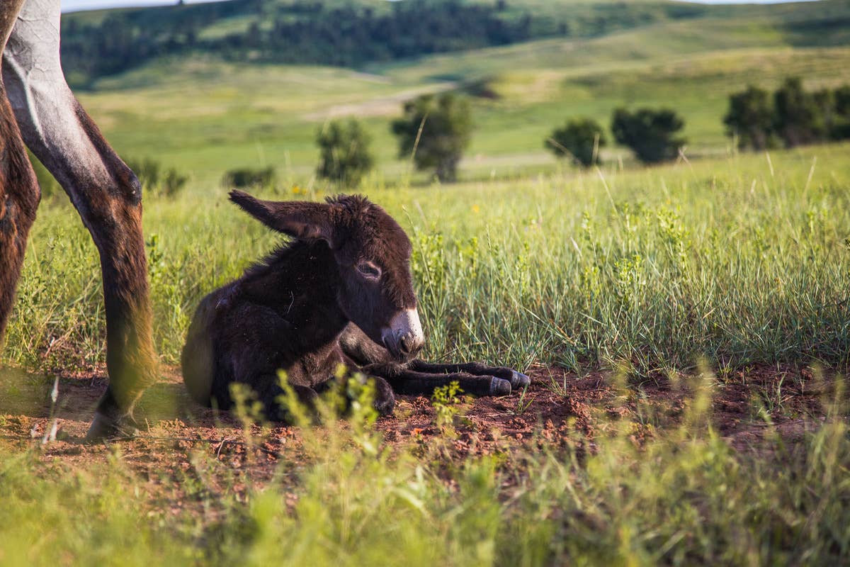 Rare Baby Donkey Born Without Eyes Is the Epitome of Sweetness - PetHelpful