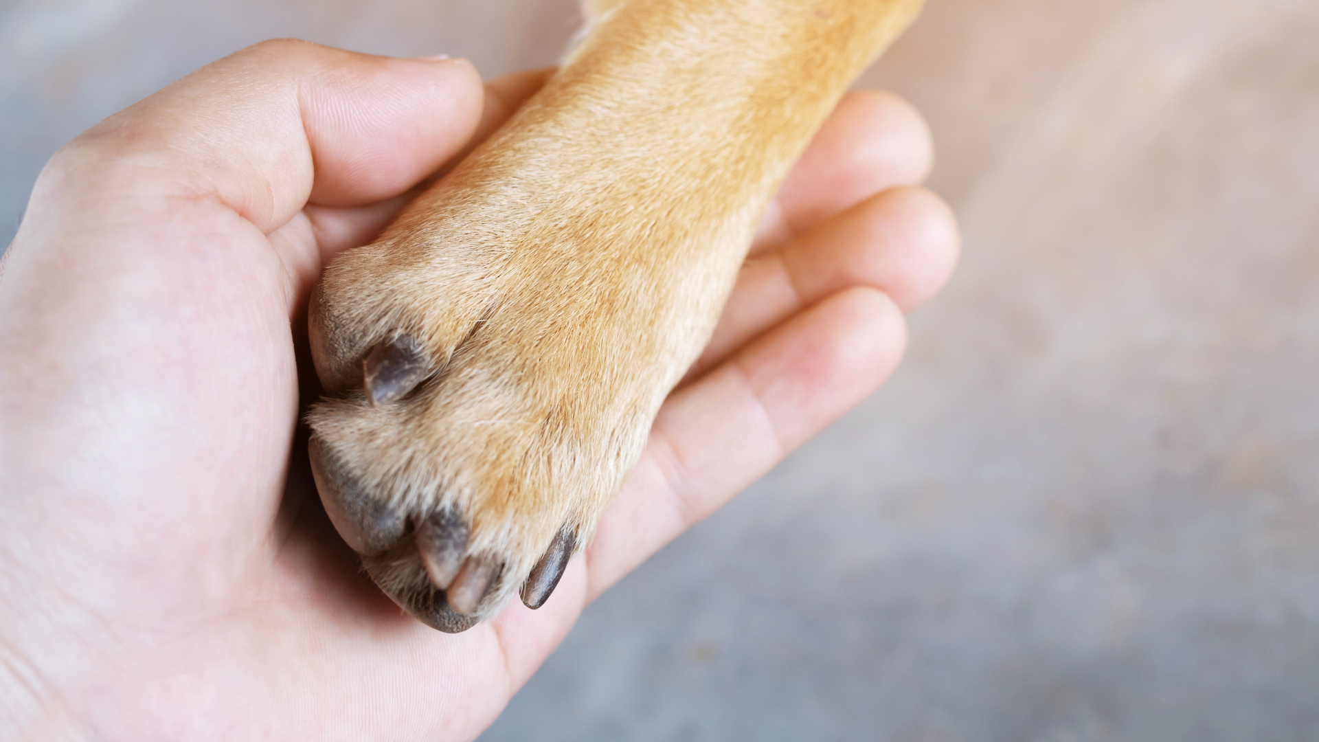 Precious Dog Found 'Barely Alive' After Being Dumped Outside Apartment ...