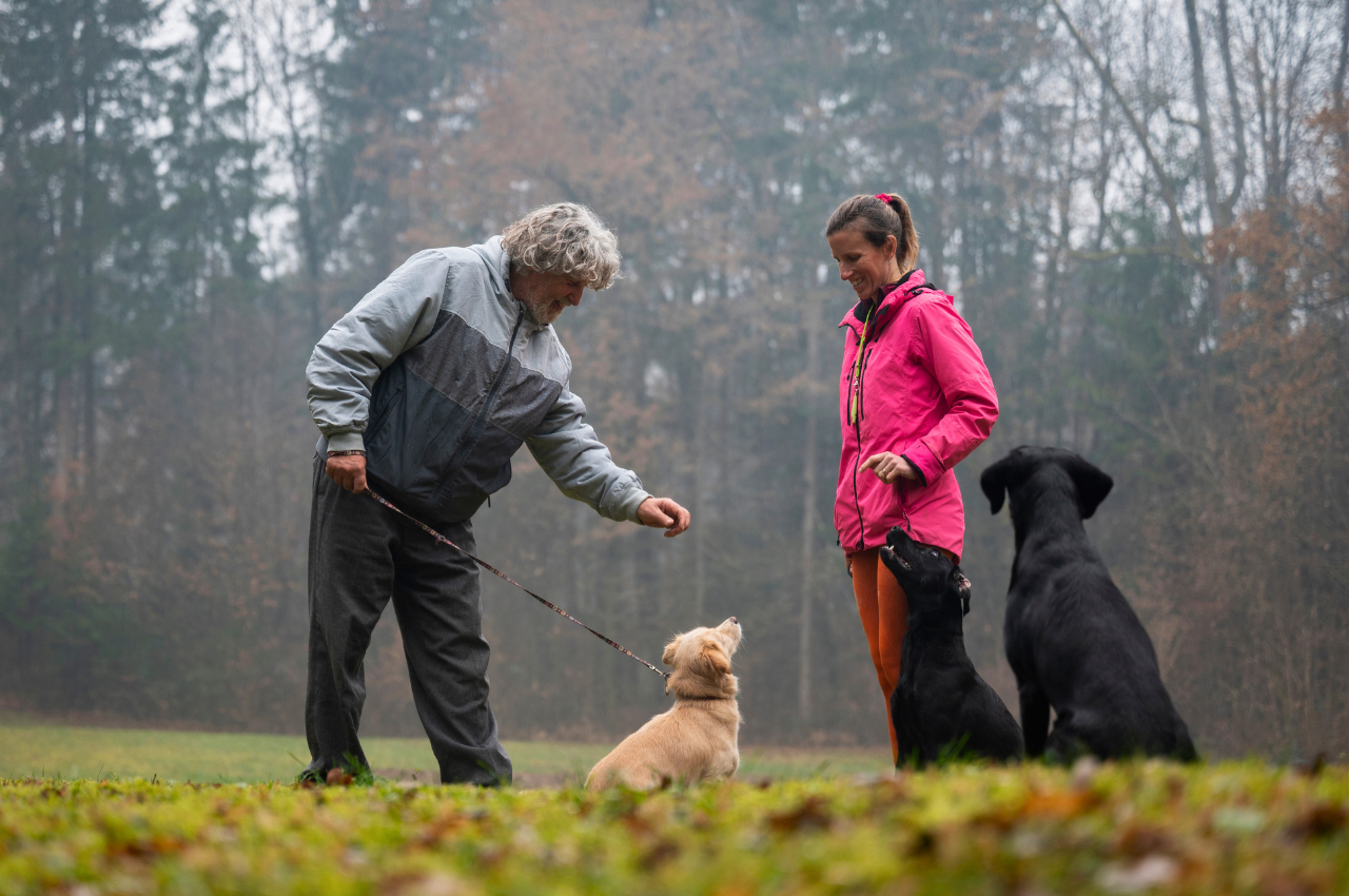 Does My Dog Have PTSD? Causes, Signs, and Treatment - PetHelpful