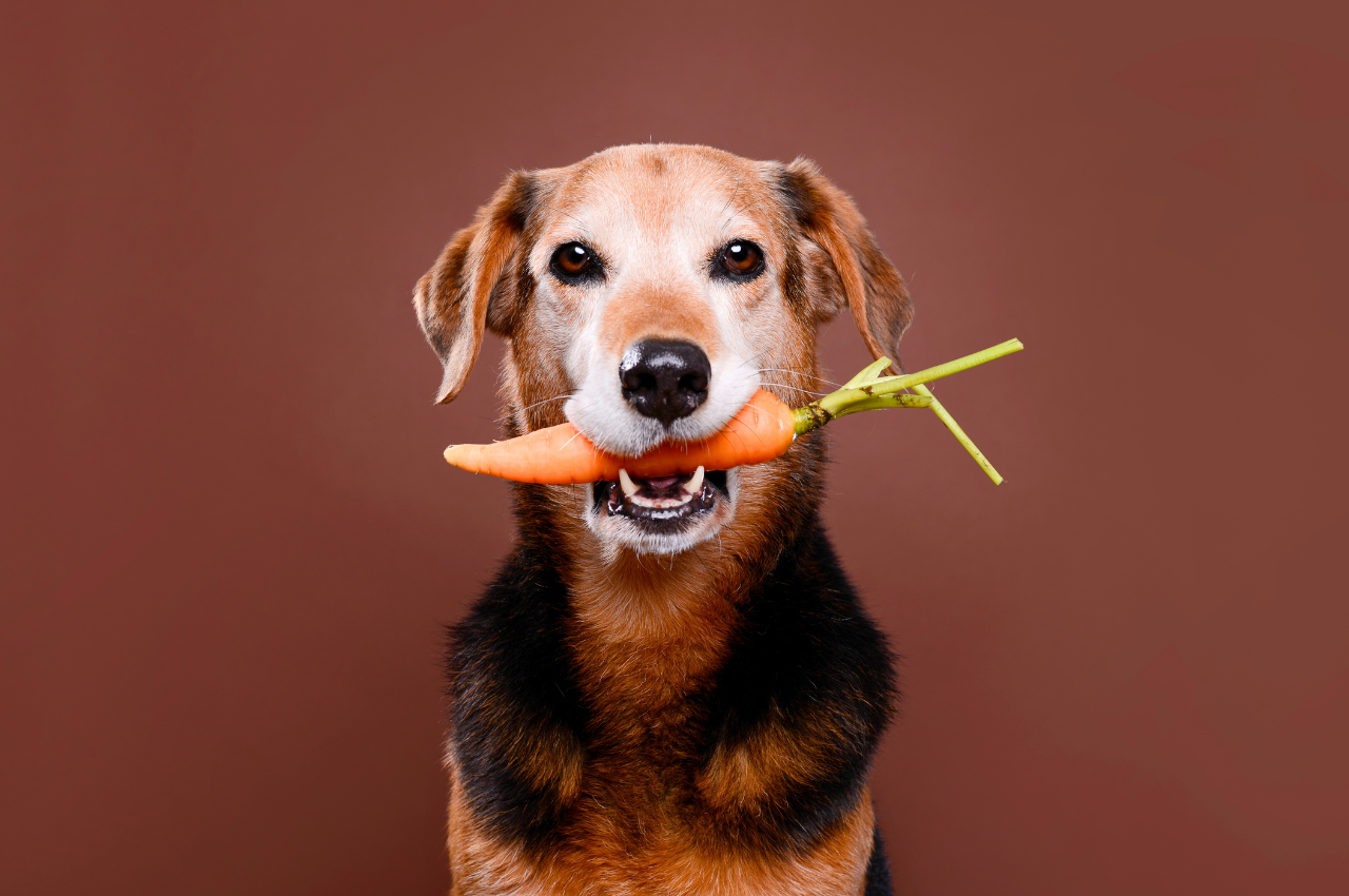 6 Best Supplements To Keep Your Dog Healthy (Vet-Approved) - PetHelpful