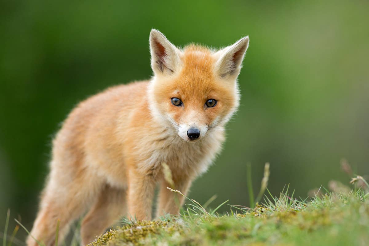 Baby Fox Takes Refuge on Woman's Porch During Storm and Everyone's ...