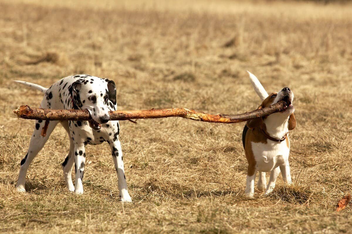 Golden Retriever and German Shepherd BFFs Carry a Stick Together Like ...