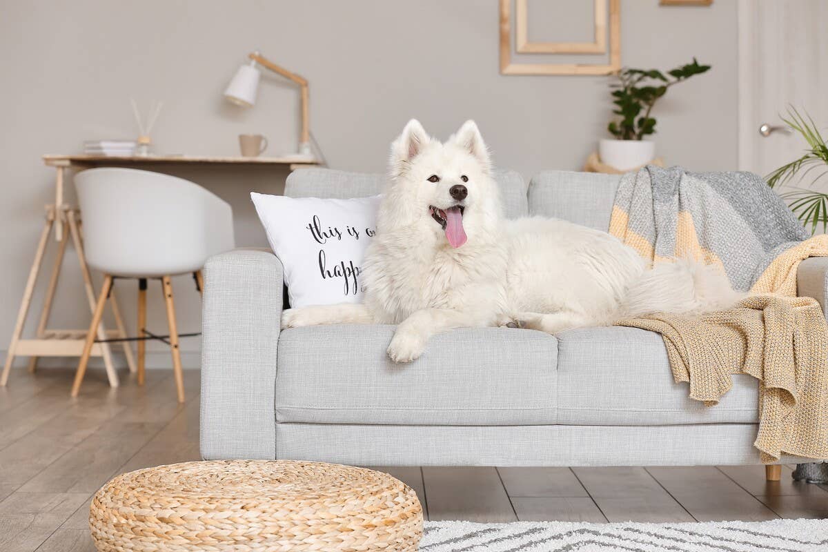 Samoyed - PetHelpful