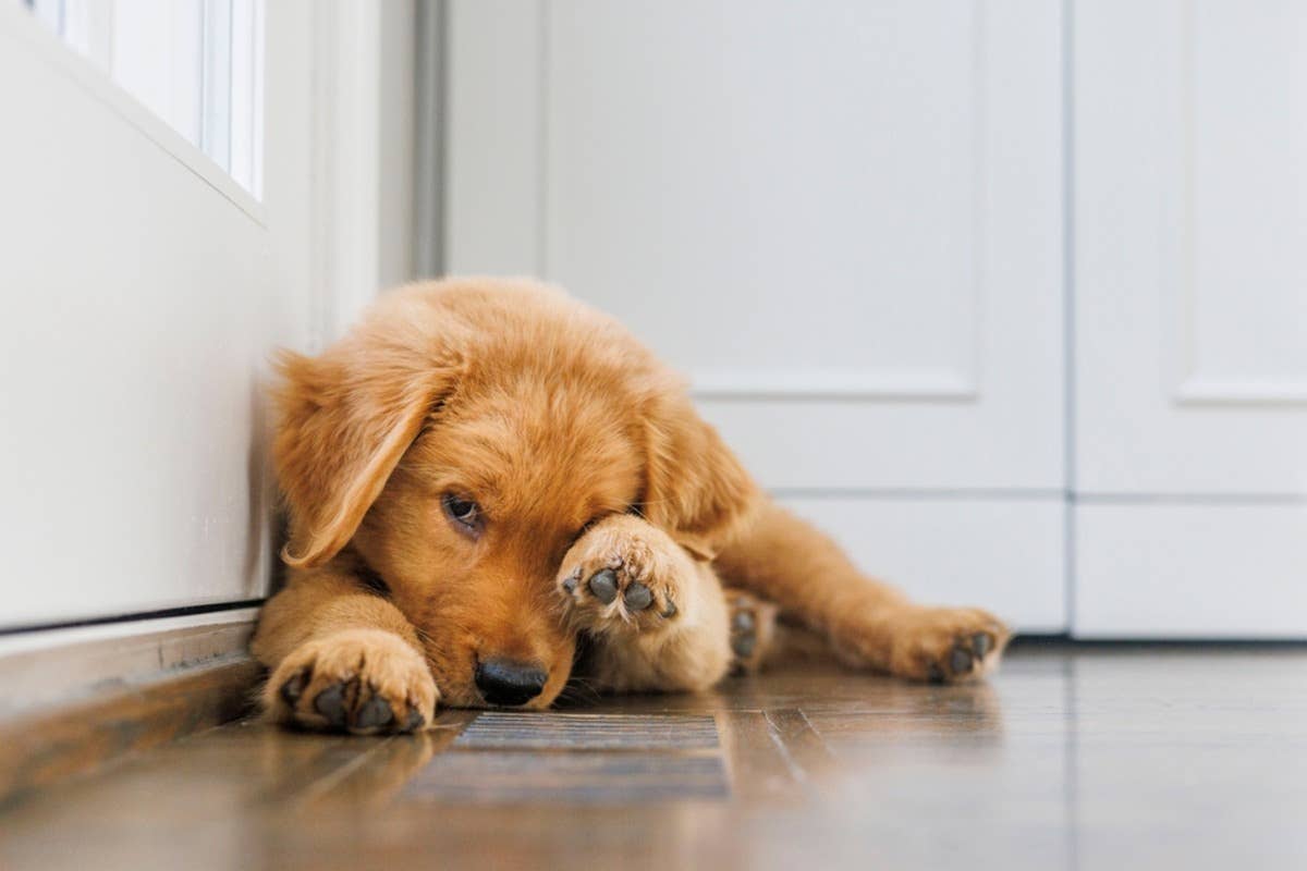 Golden Retriever Puppy’s Playtime Is Pure Joy on Tik Tok - PetHelpful