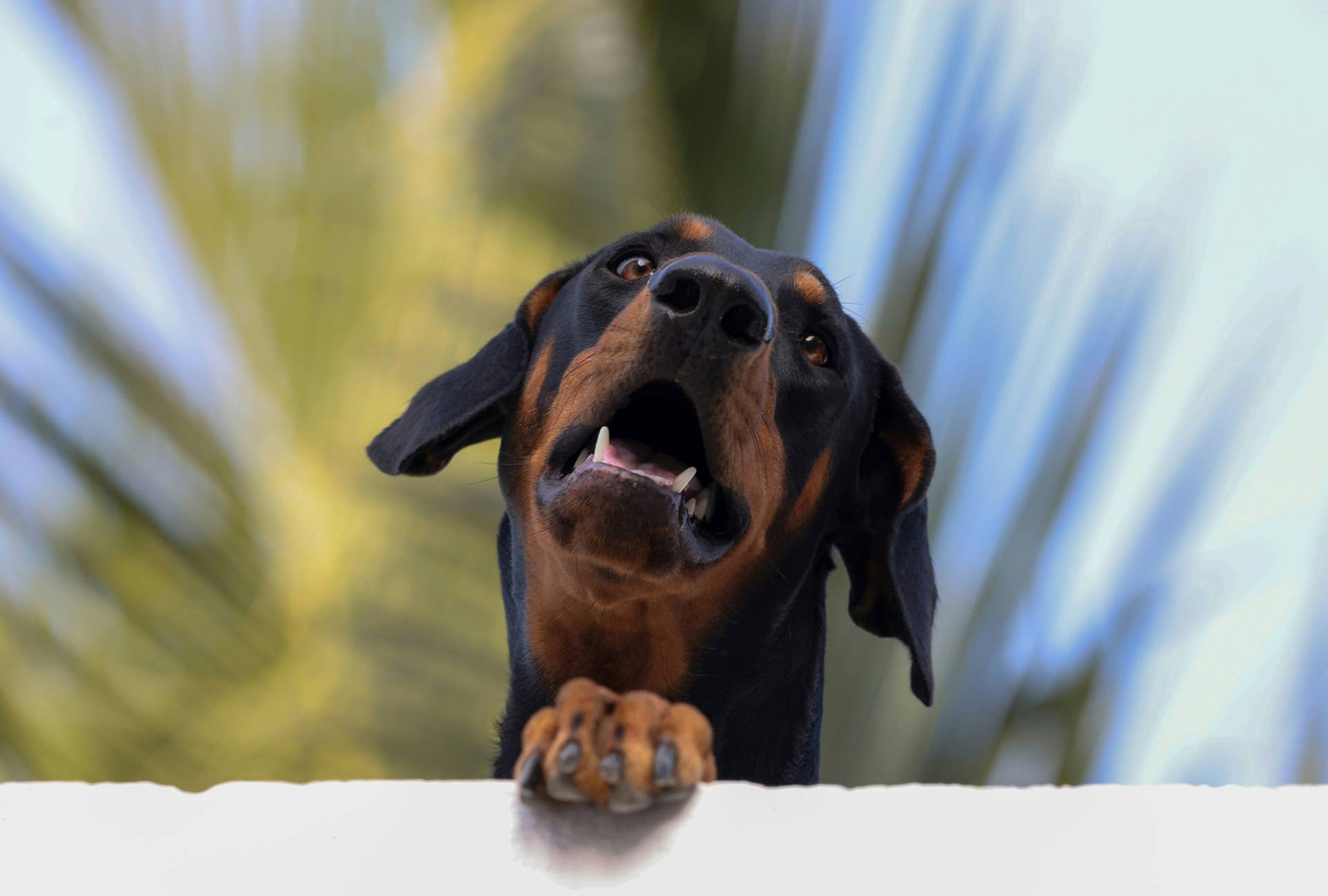 5 Common Types of Dog Barks and Their Meanings - PetHelpful
