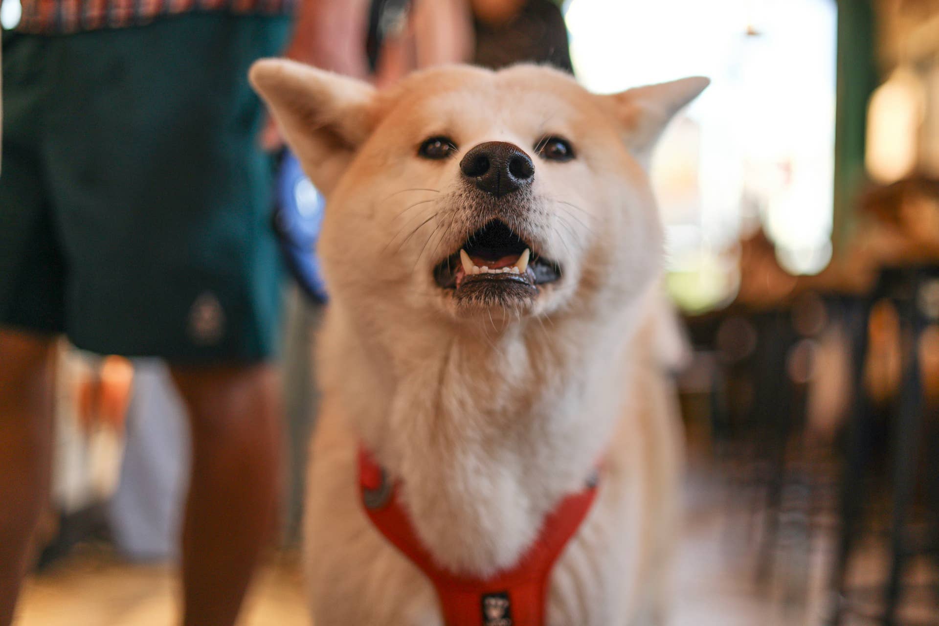 5 Common Types of Dog Barks and Their Meanings - PetHelpful