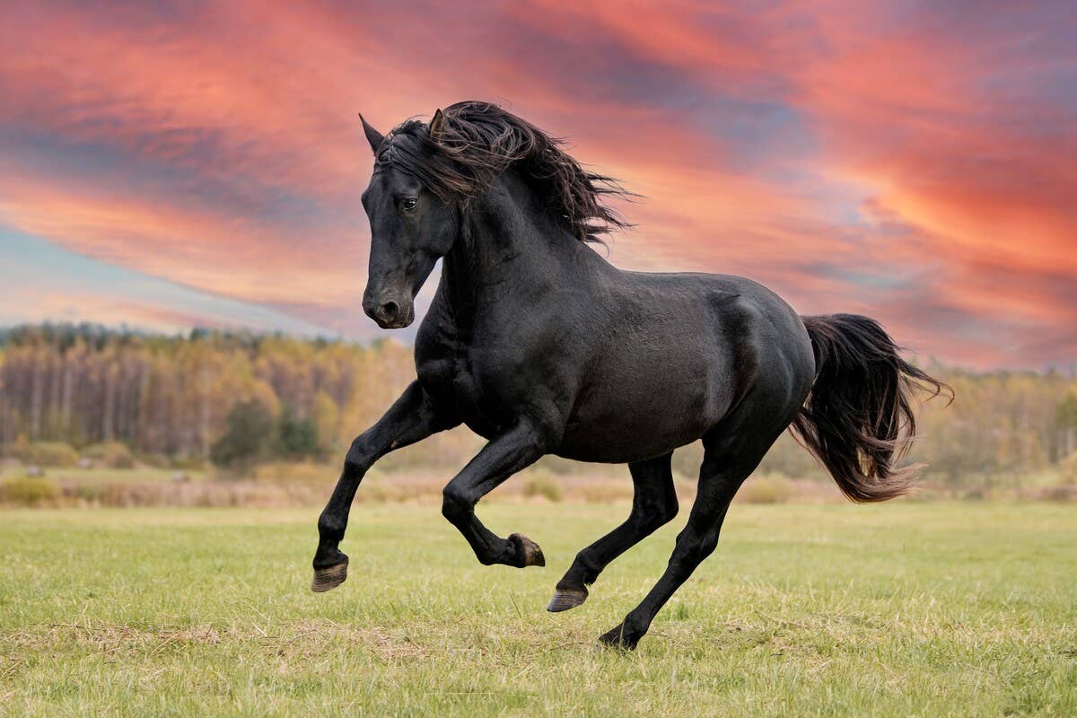 Gorgeous Black Horse Who ‘Insists’ on Meeting the Mailman Each Day Has ...