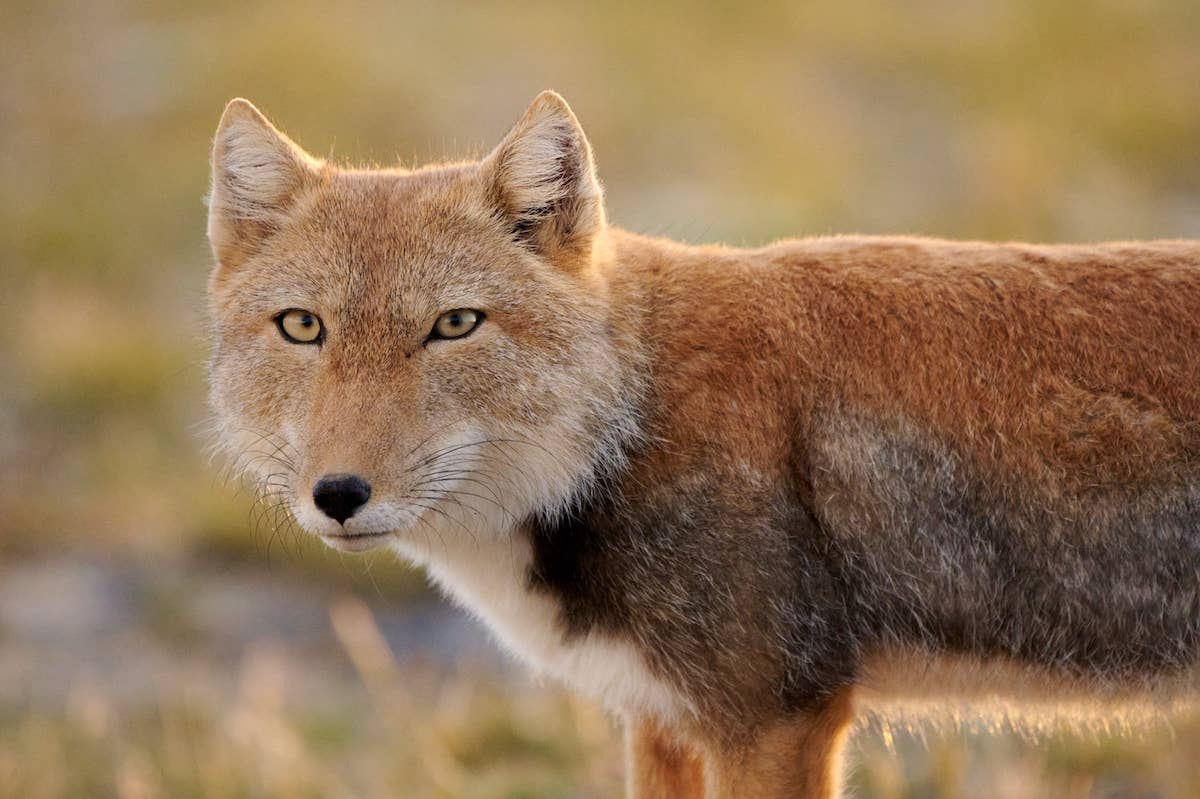 Stunning Exotic Fox Species With Stubby Legs Has People Doing a Double ...