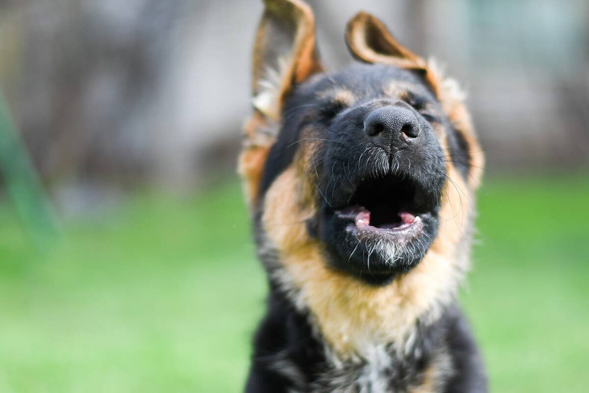 Dog’s Reaction to Parent’s Picture Prank Has TikTok Laughing - PetHelpful