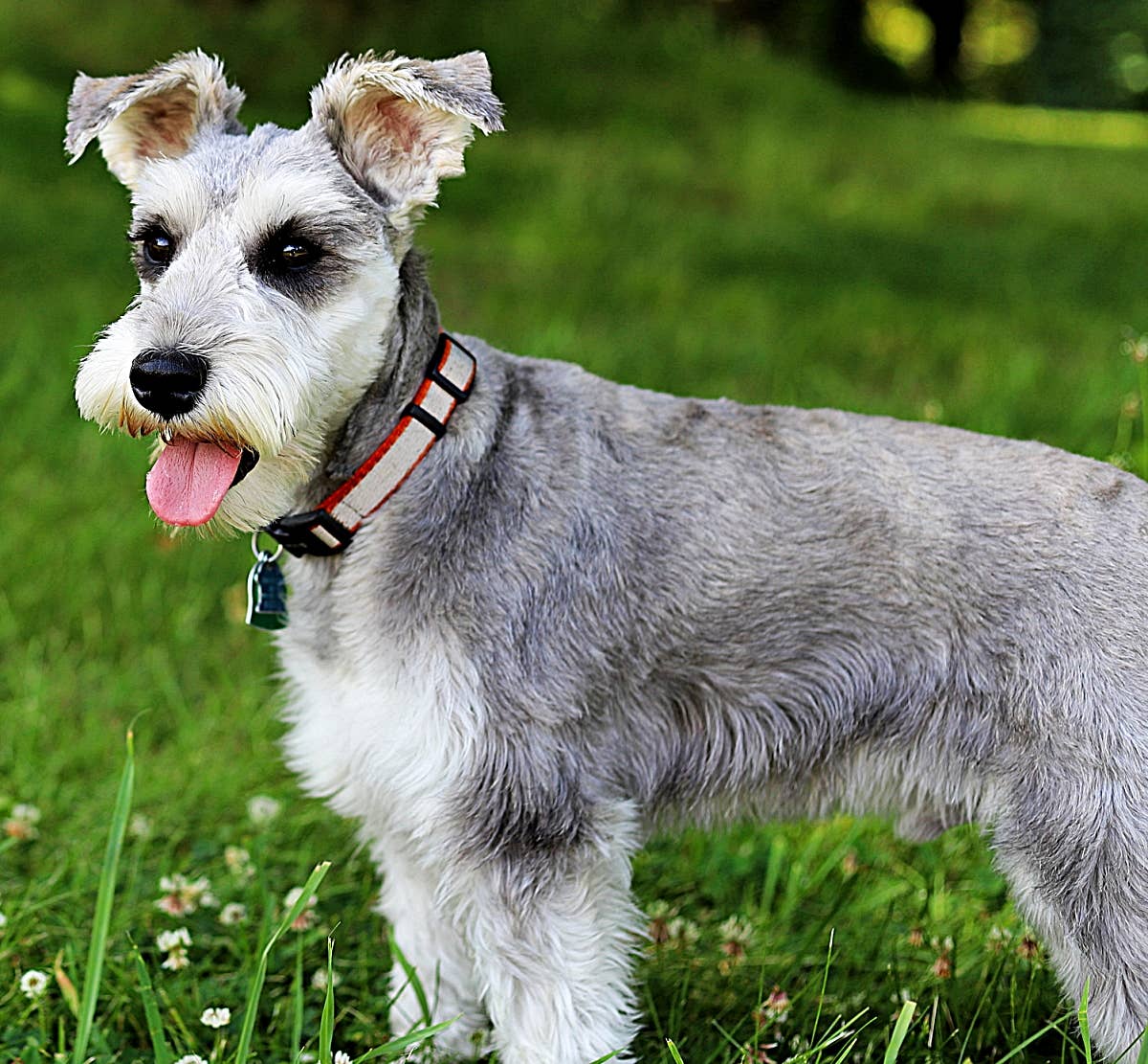 7 Small Dogs That Are Great for Families (And a Few That Aren't ...