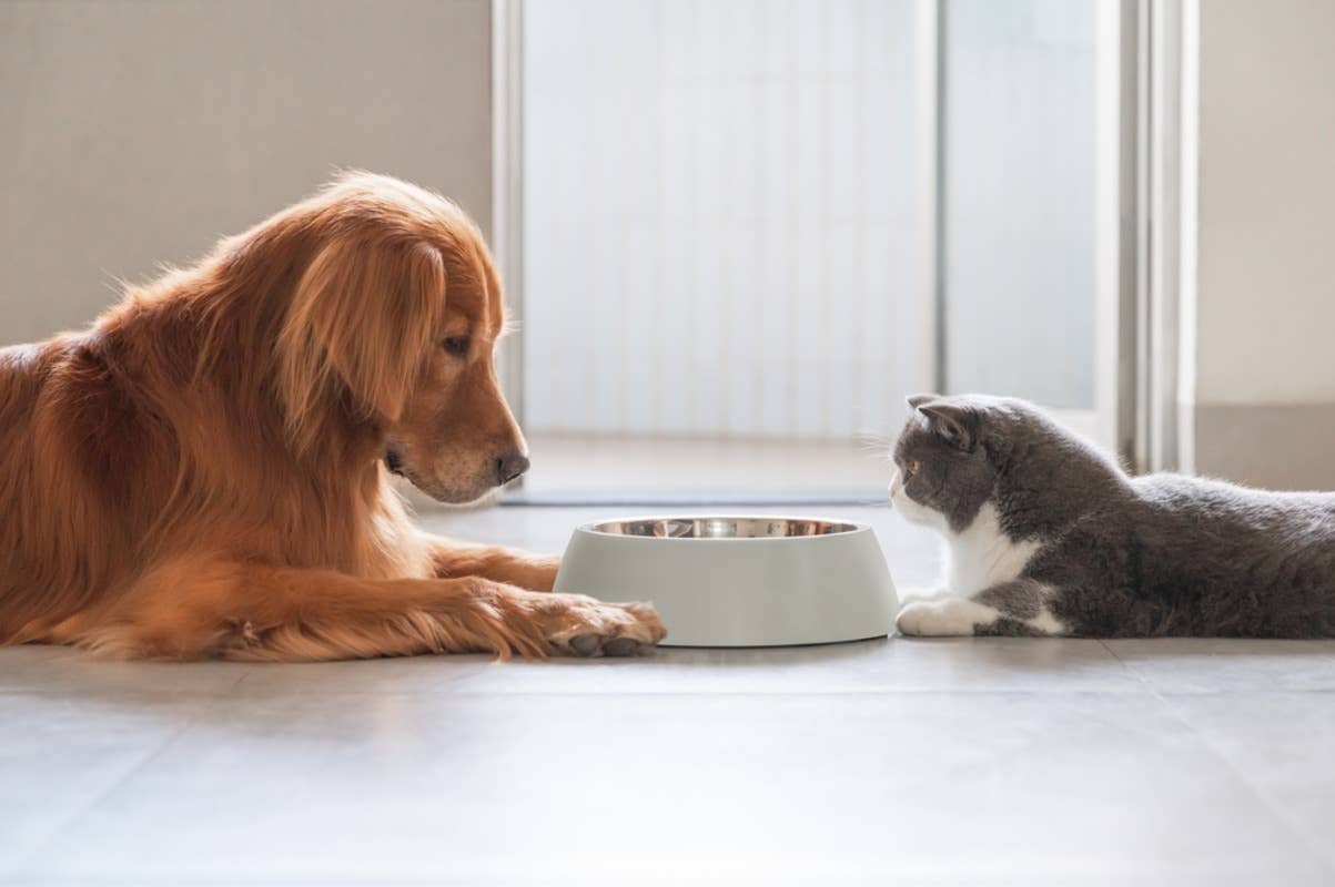 West Elm's Stylish Feeding Mat Is a Favorite With Pet Parents - PetHelpful