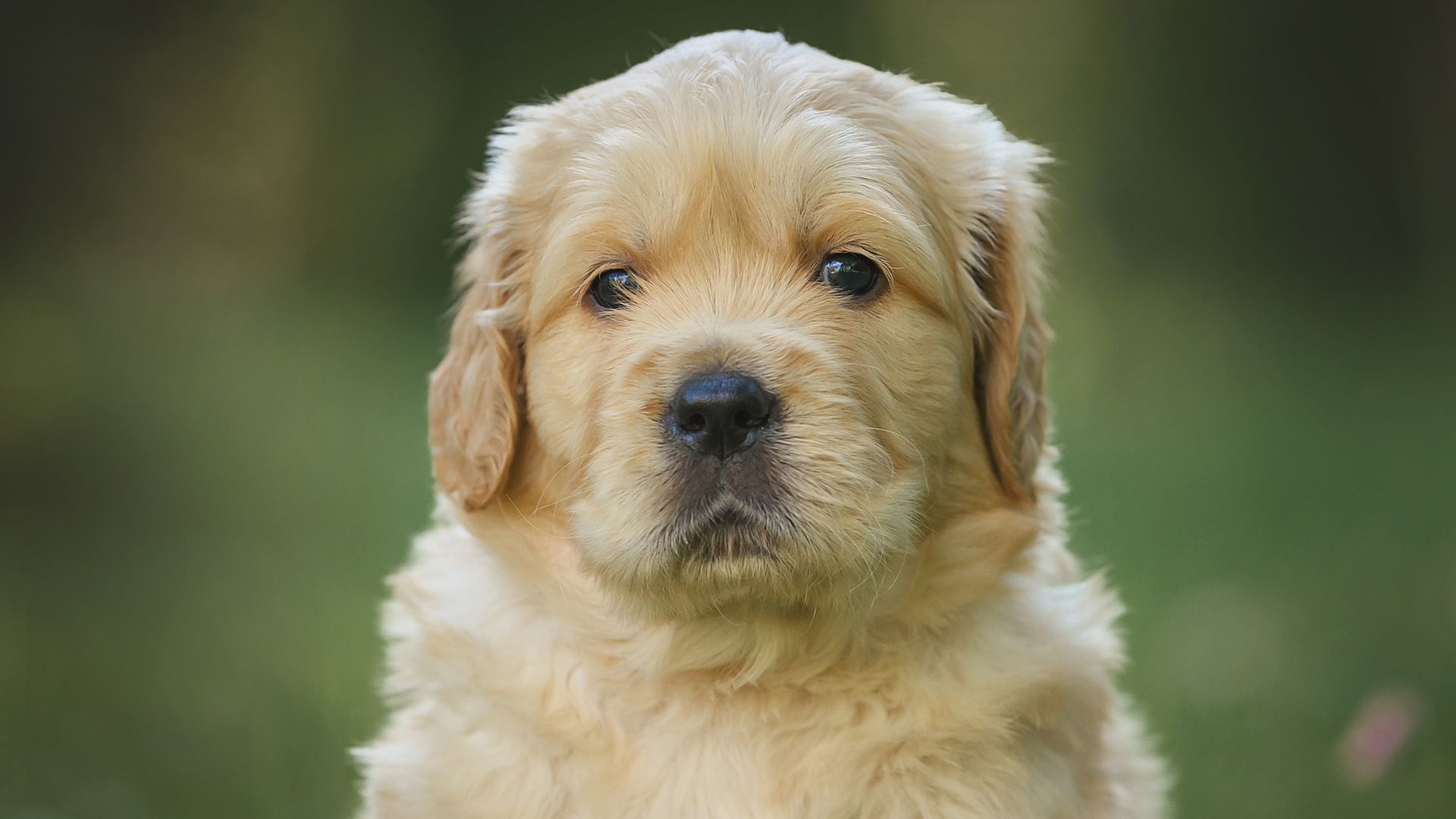 Golden Retriever Puppy Cowering in Fear Over Field Full of Cows Is ...