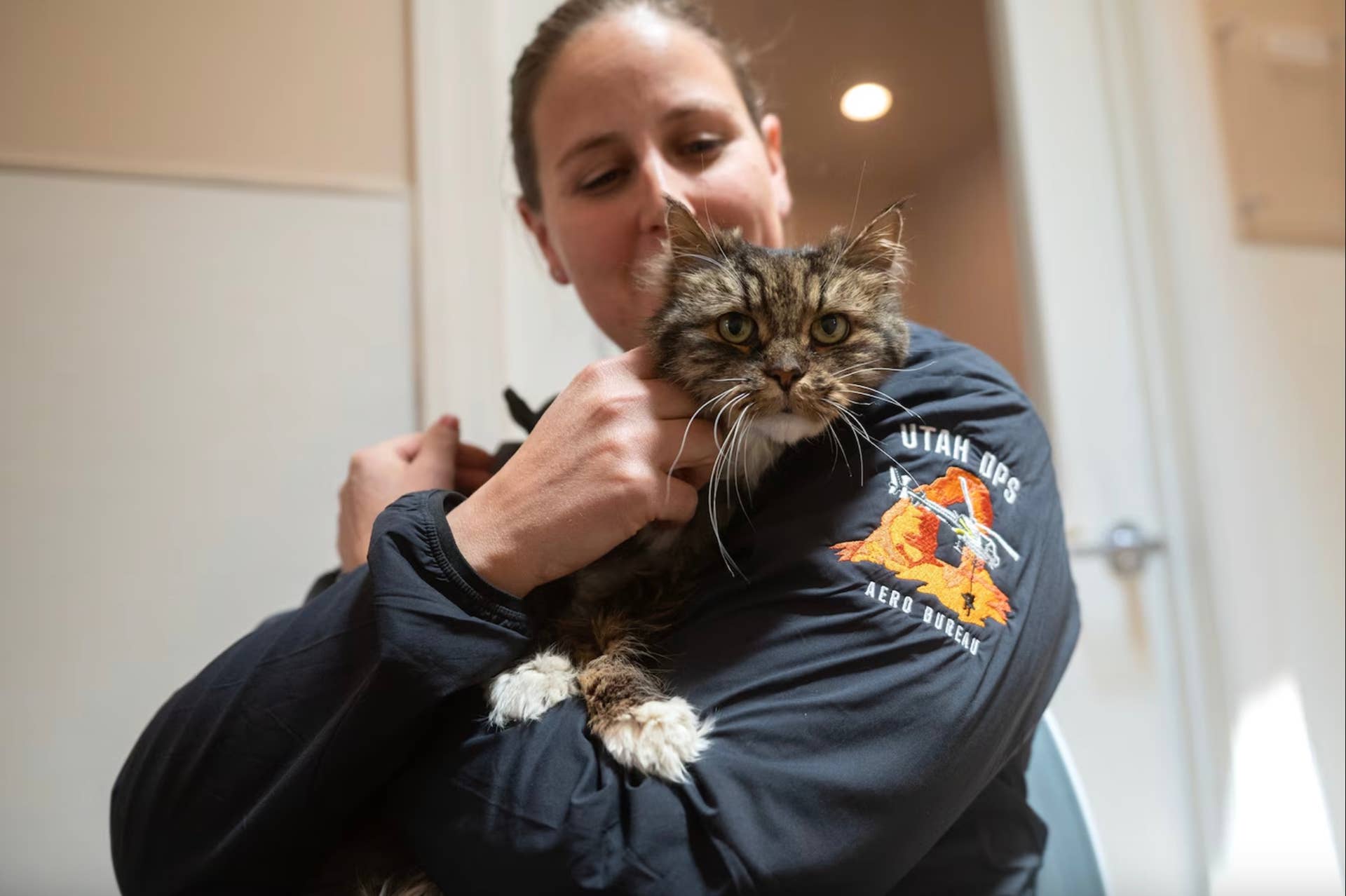 Senior Cat Who Survived 400-Foot Fall That Killed Her Parents at ...