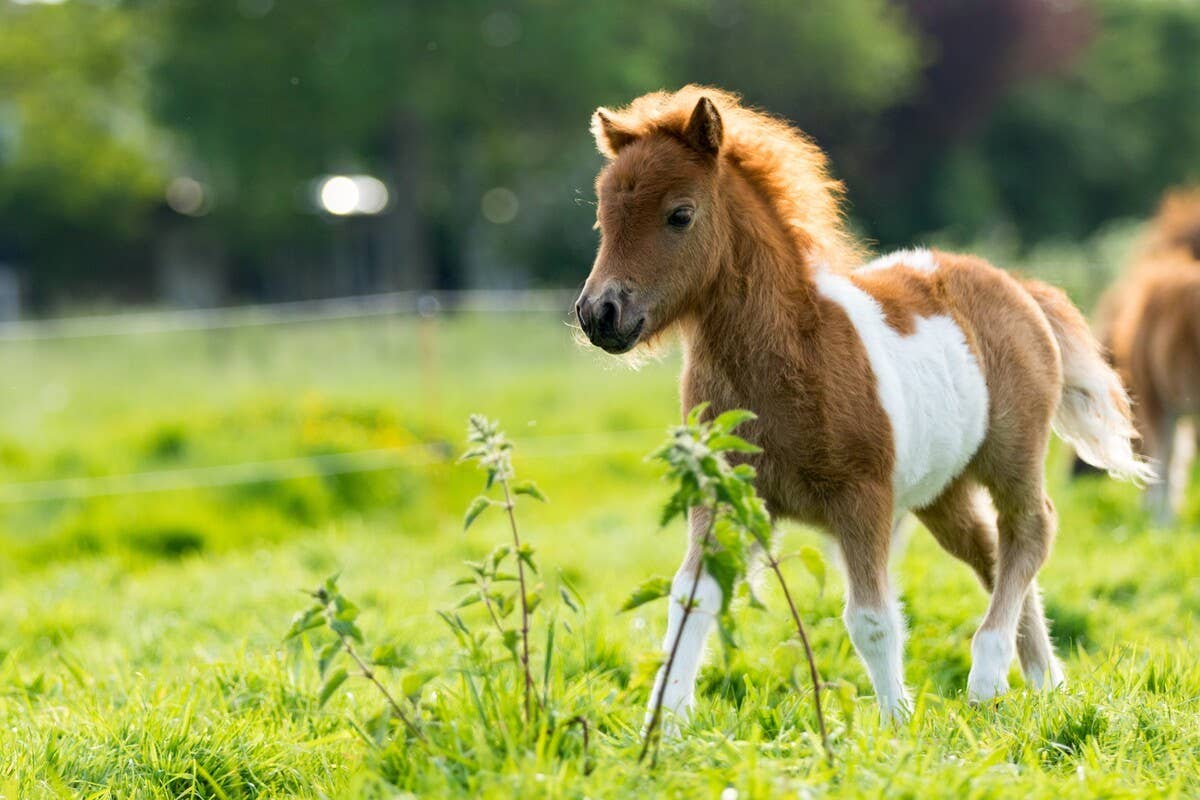 Baby Horse Won’t Let Anyone Touch Him Until Canine Bestie Saves the Day ...