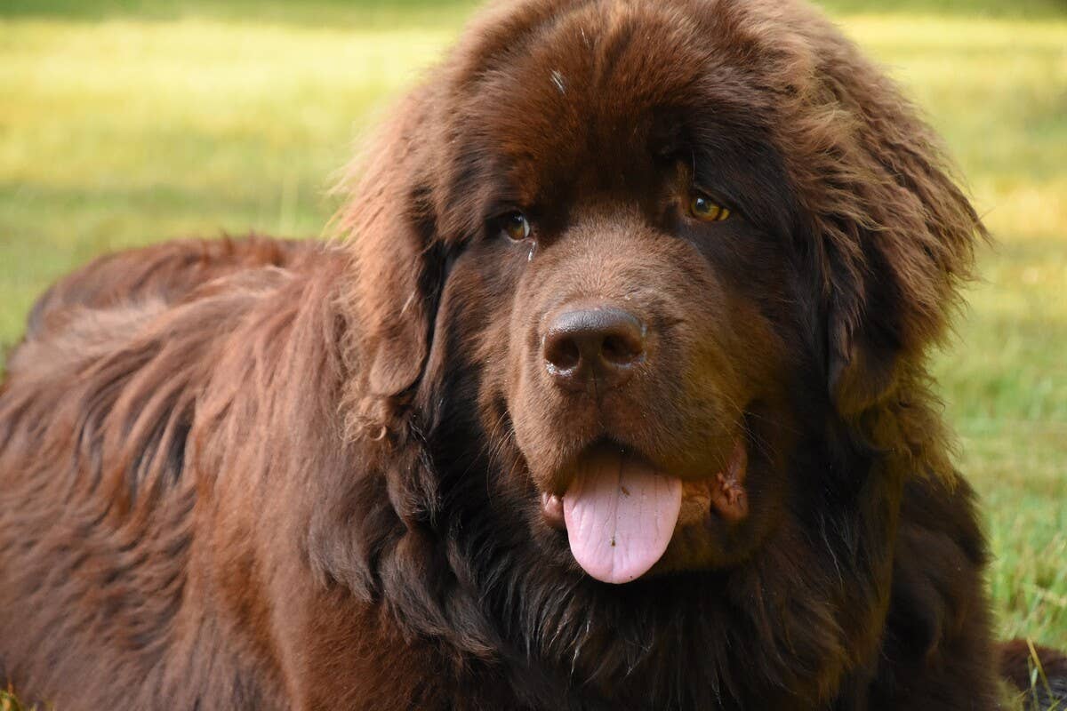 Giant Newfy Throwing a Tantrum Because He’s Out of His Favorite Treats ...