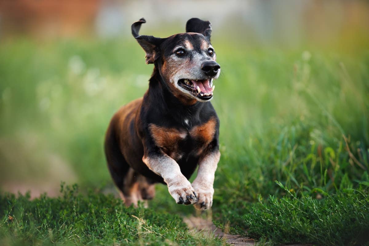 Moment Senior Dogs Finally Realize They're 'Home' at New Sanctuary Is ...