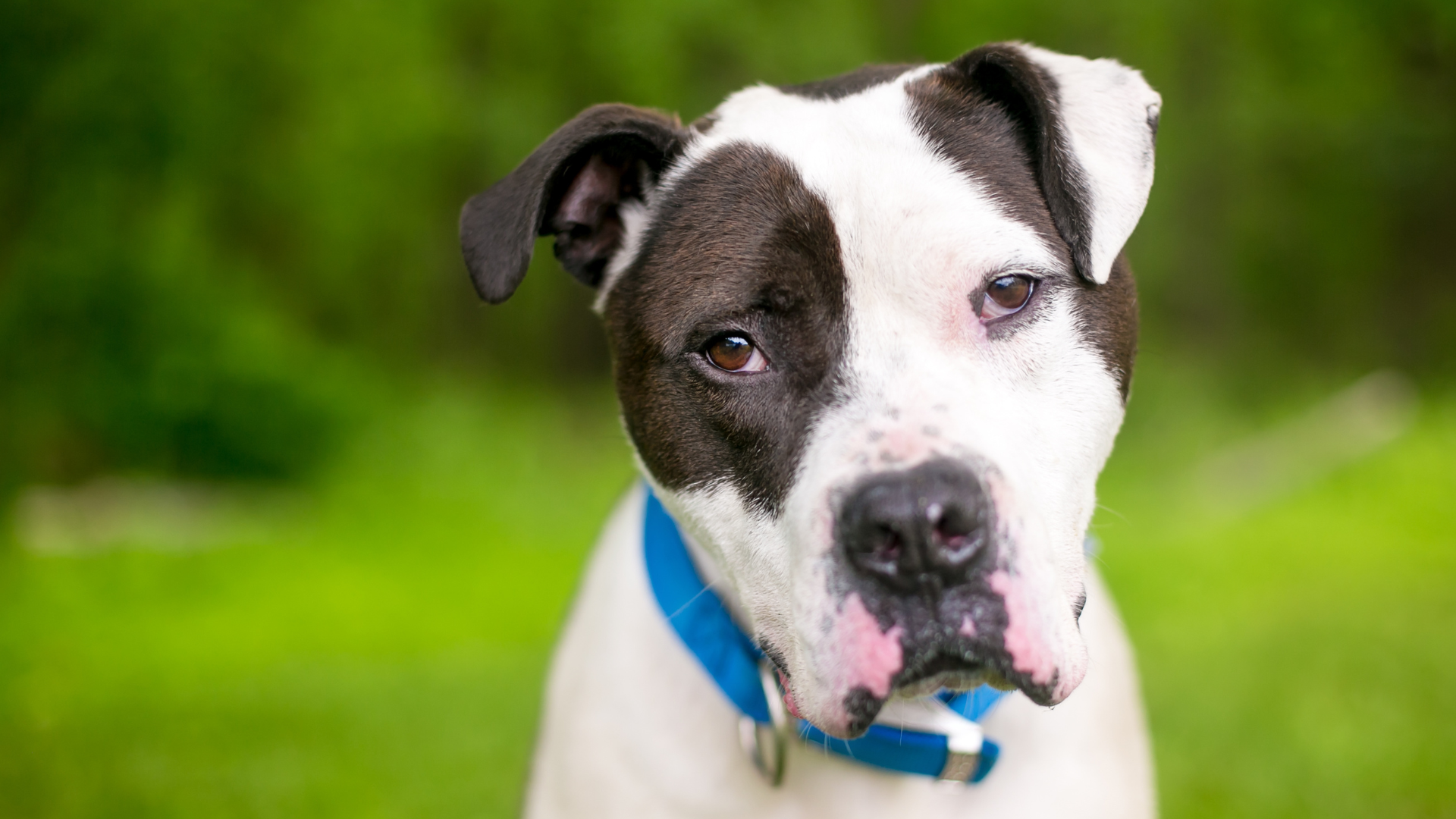 Pit Bull Mix Sits 'Frozen in Kennel Too Scared to Move' and It's ...