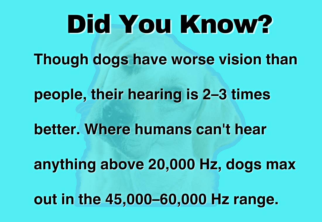 Why Does My Dog Bark at Nothing? A Trainer Explains the Truth - PetHelpful