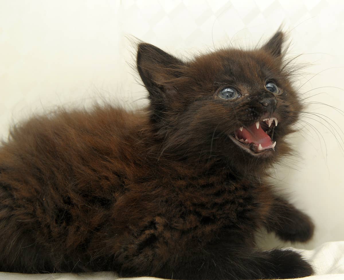 Family Finds Abandoned Kitten and Gets the Sweetest Surprise - PetHelpful