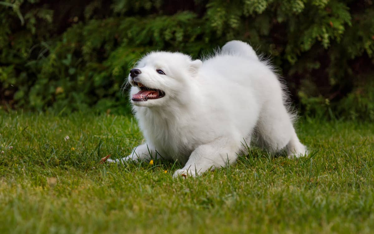 TikTok Video of Samoyed Proves Dogs Love to Smile - PetHelpful