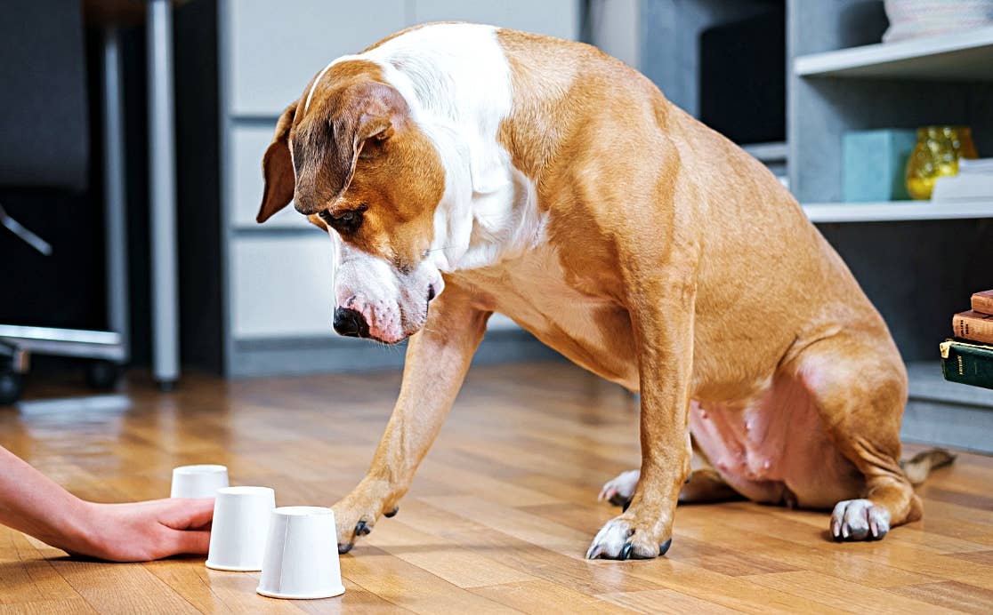 16 Trainer-Approved Brain Games To Keep Your Dog Sharp - PetHelpful