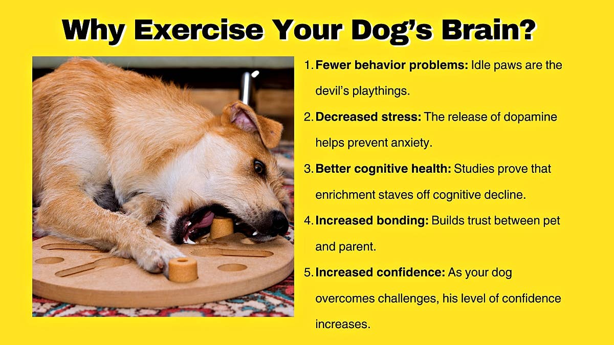 16 Trainer-Approved Brain Games To Keep Your Dog Sharp - PetHelpful