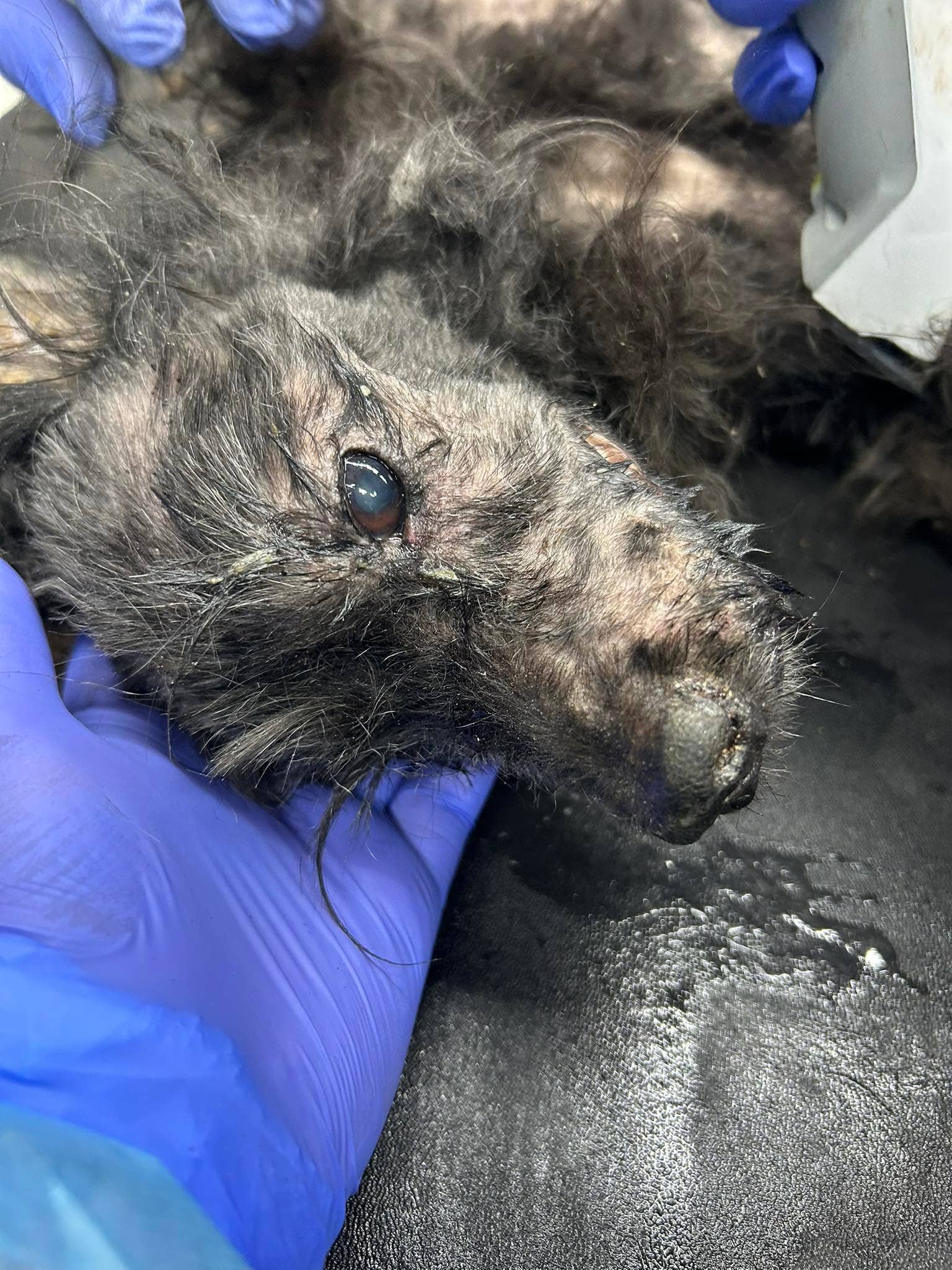 Precious Dog Found 'Barely Alive' After Being Dumped Outside Apartment ...