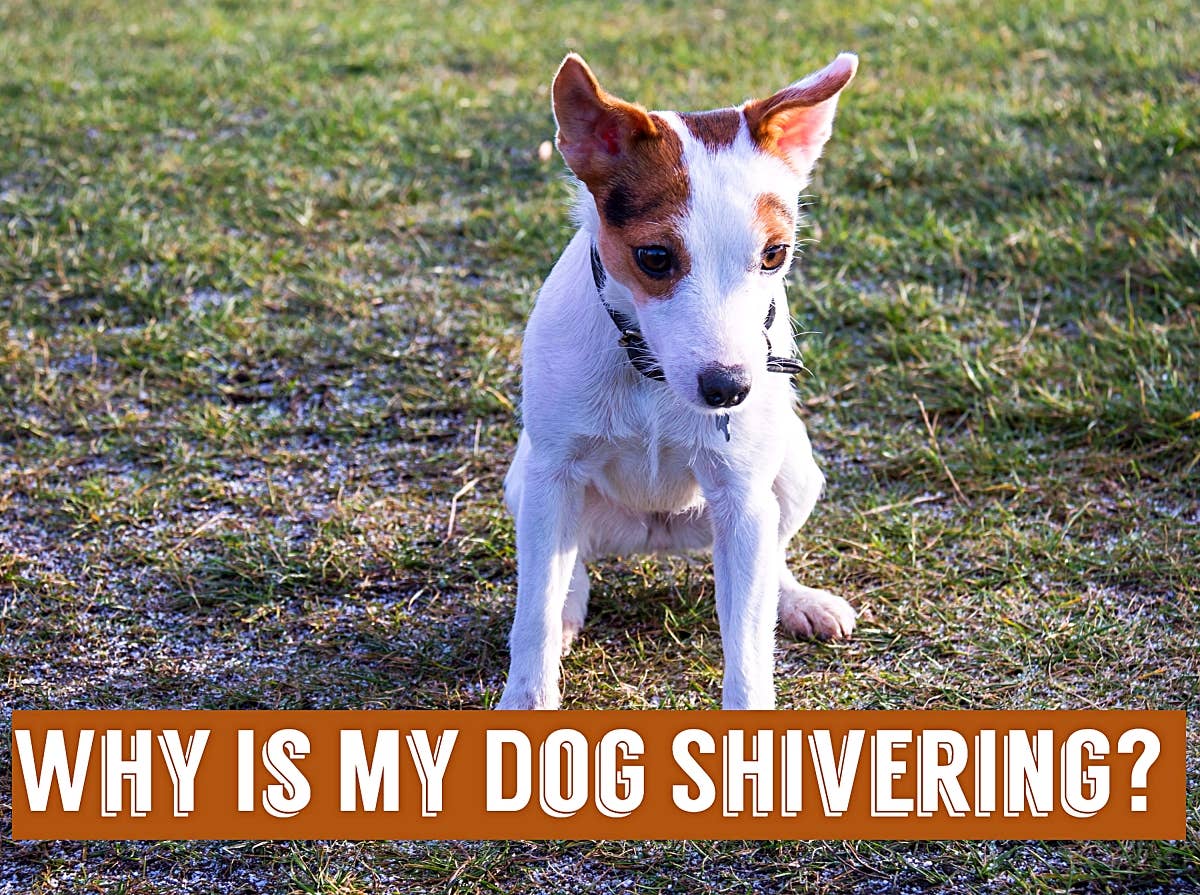 13 Causes of Shivering and Shaking in Dogs - PetHelpful