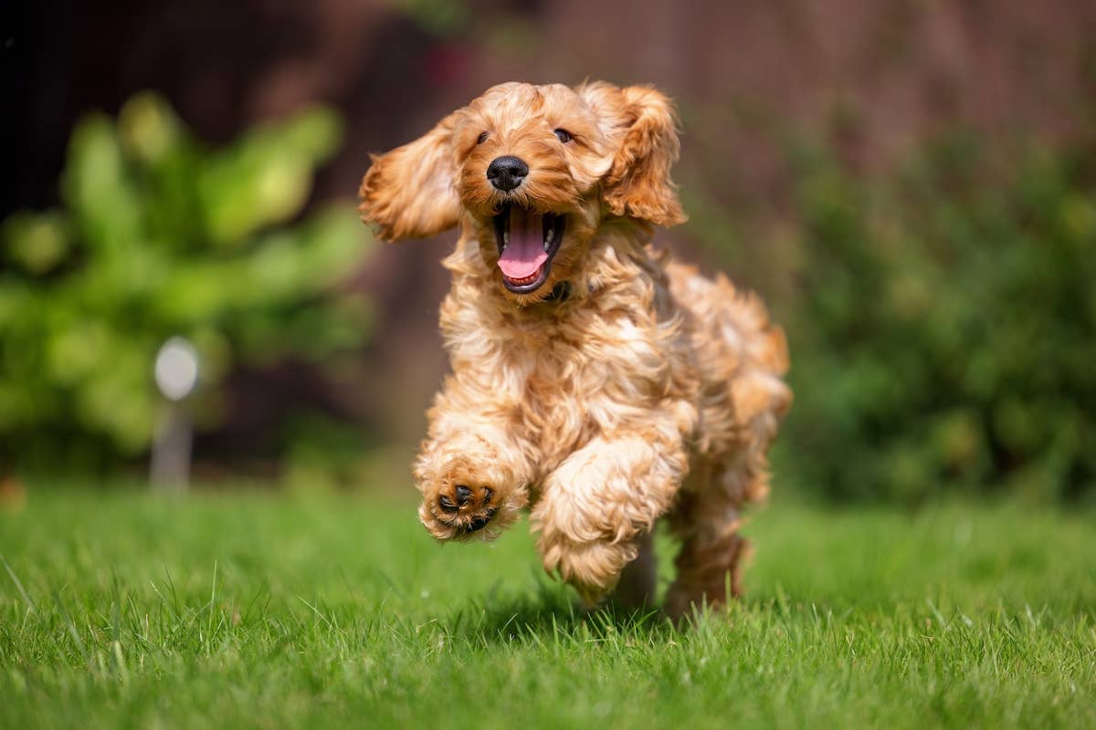 Dog’s Dance for Treats Is the Cutest Thing on TikTok - PetHelpful