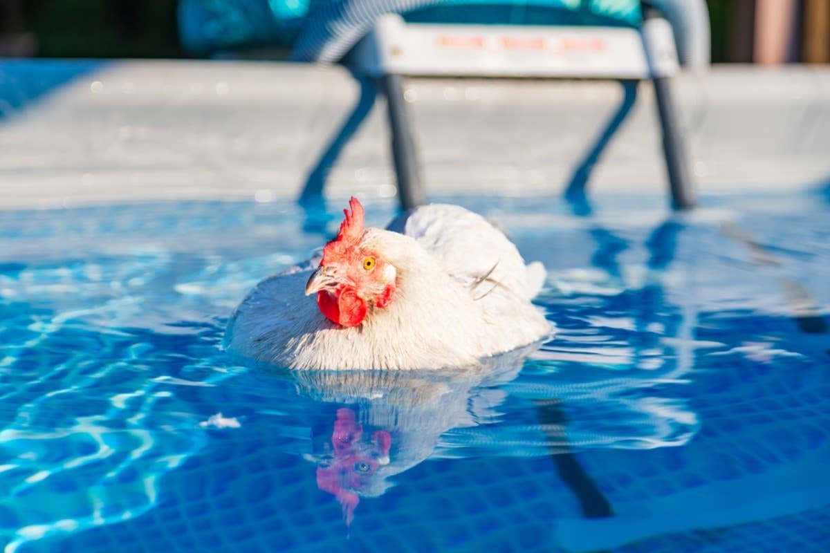 Friendship Between Little Boy and His Chicken Is Too Adorable - PetHelpful