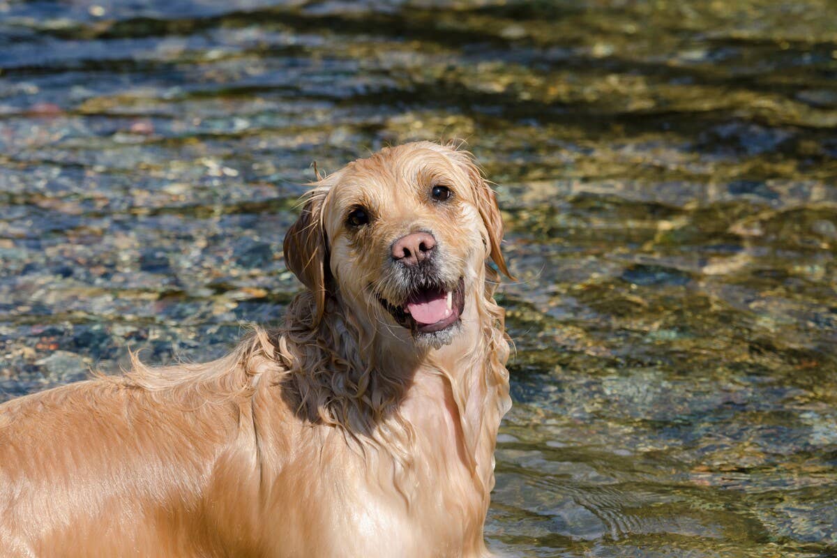 Gorgeous Golden Retriever’s Clam-Catching Routine Is Pawfect Summertime ...