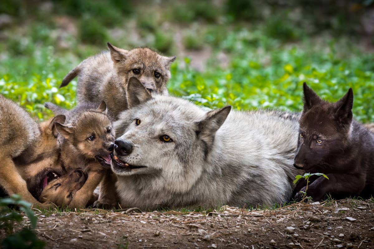 300+ Wolf Names with Meanings (Male & Female) - PetHelpful