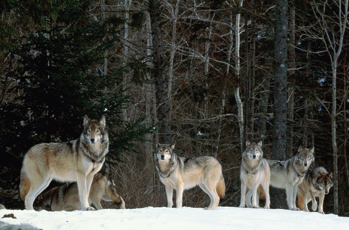 300+ Wolf Names with Meanings (Male & Female) - PetHelpful