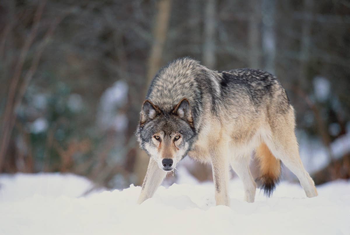 300+ Wolf Names with Meanings (Male & Female) - PetHelpful