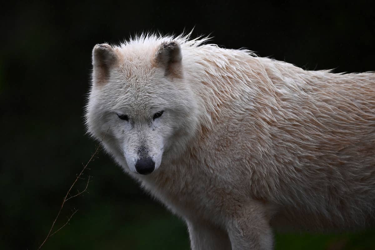 300+ Wolf Names with Meanings (Male & Female) - PetHelpful