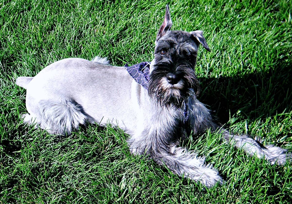 The 3 Schnauzer Types (and More About This Dog Breed) - PetHelpful
