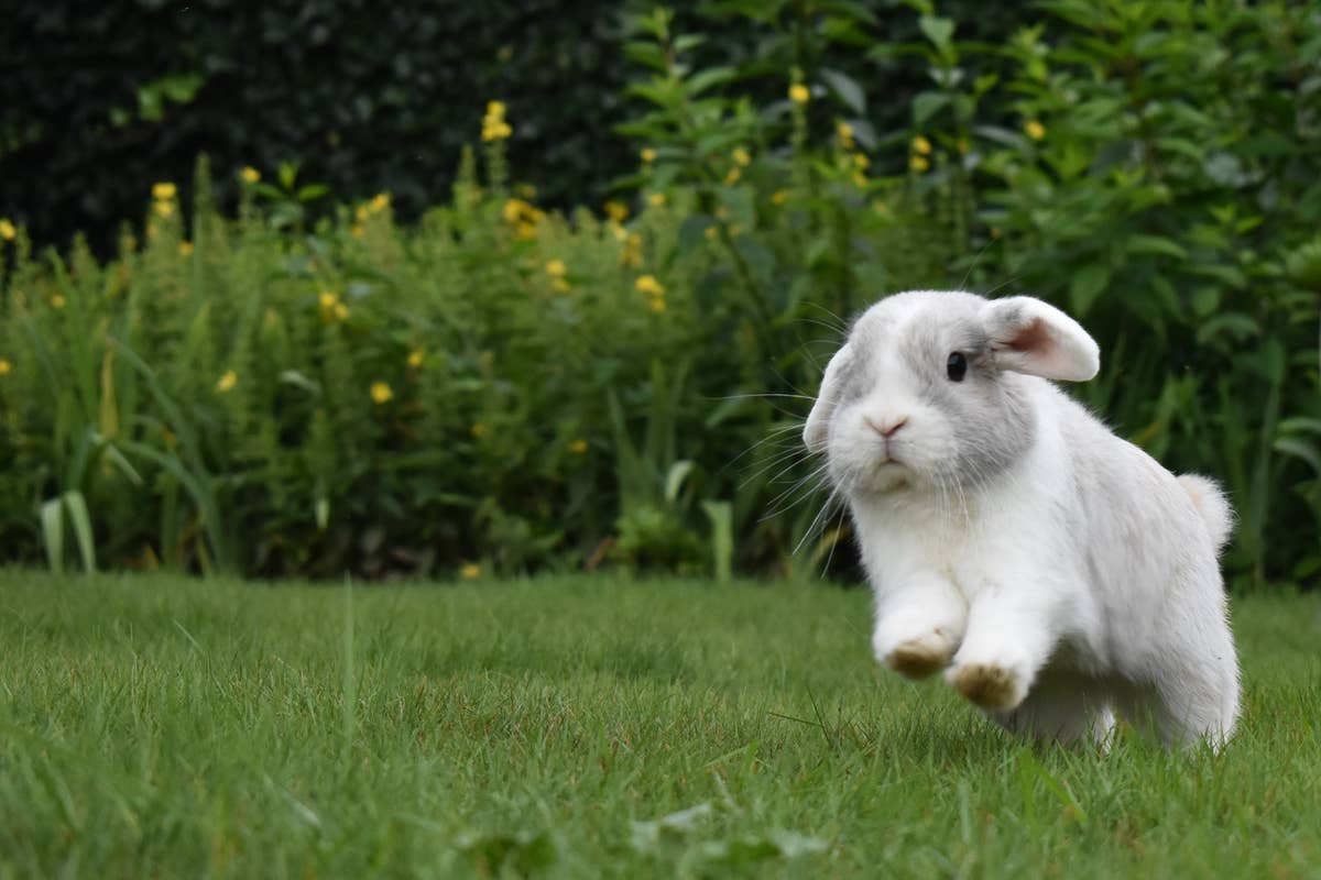 350+ Bunny Names (Male and Female) - PetHelpful