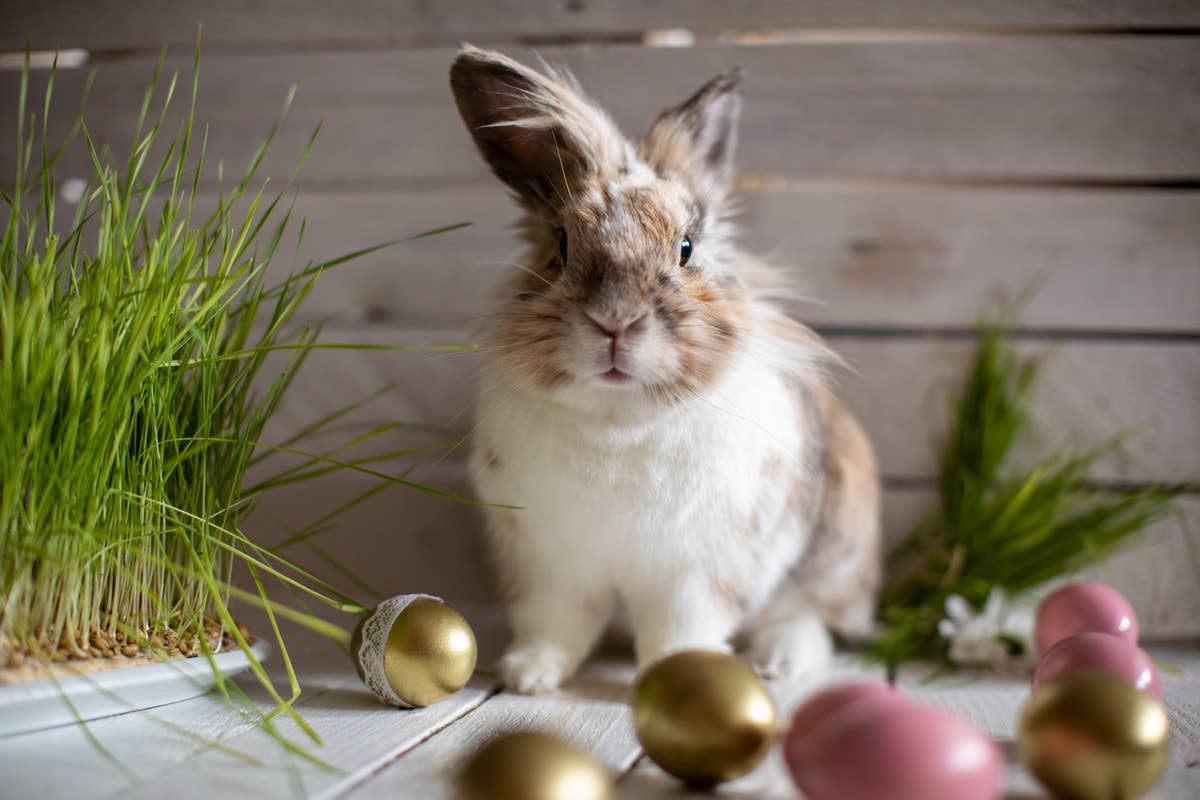 350+ Bunny Names (Male and Female) - PetHelpful