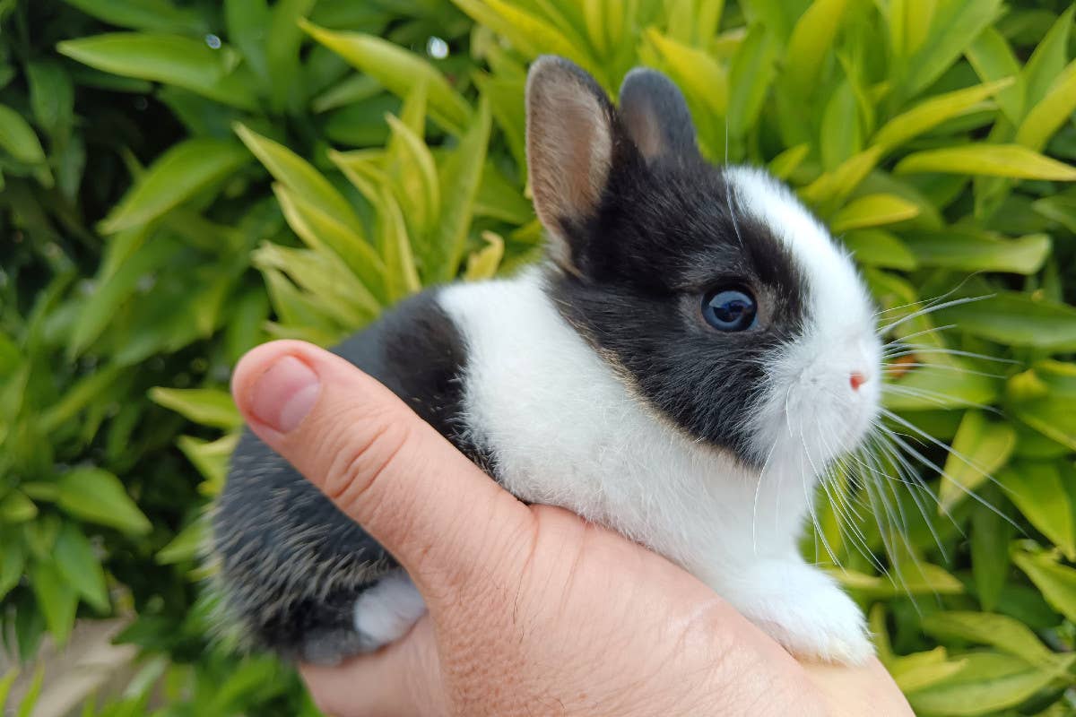 350+ Bunny Names (Male and Female) - PetHelpful