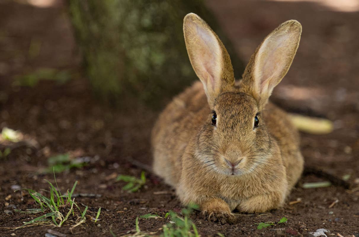 350+ Bunny Names (Male and Female) - PetHelpful