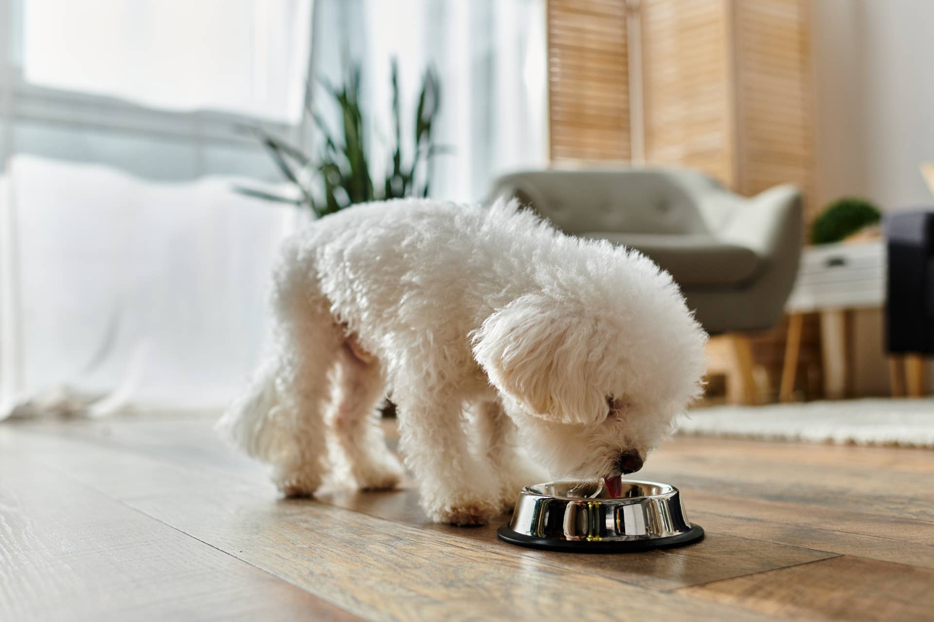 Blue Buffalo’s New Mini Dog Treats Are a Perfect Summer Snack - PetHelpful