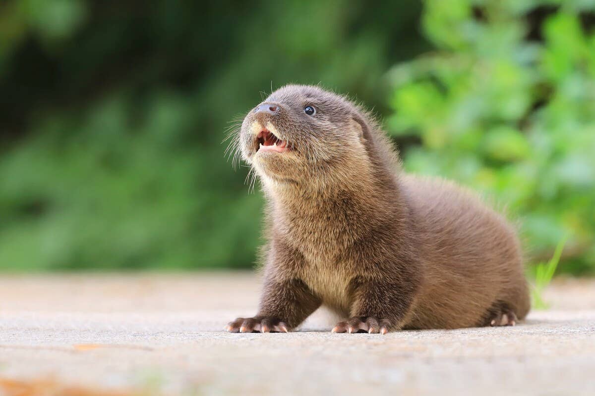 New Otter Pups at the Cincinnati Zoo Are Already Stealing Hearts ...