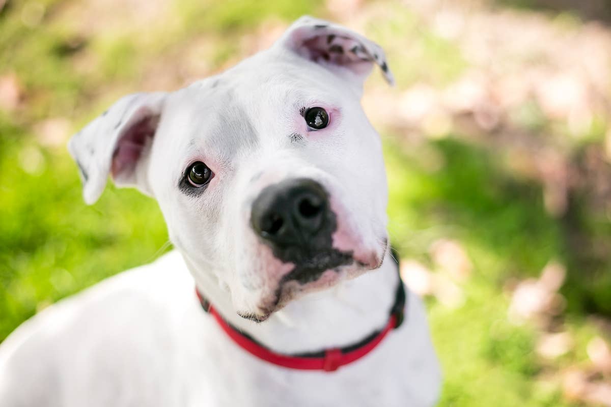 Update on Gentle Pit Bull Left Behind at Adoption Event Has Everyone in ...