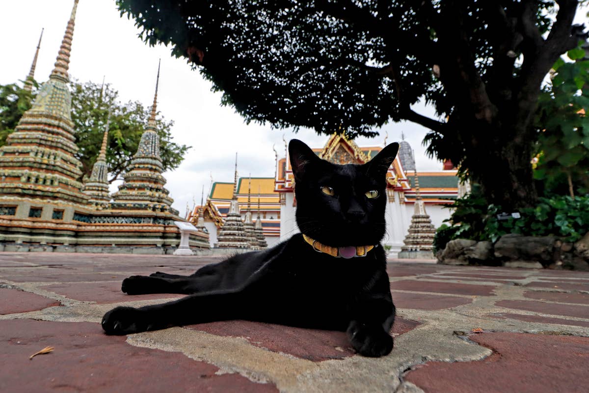 300+ Black Cat Names (Male & Female) - PetHelpful