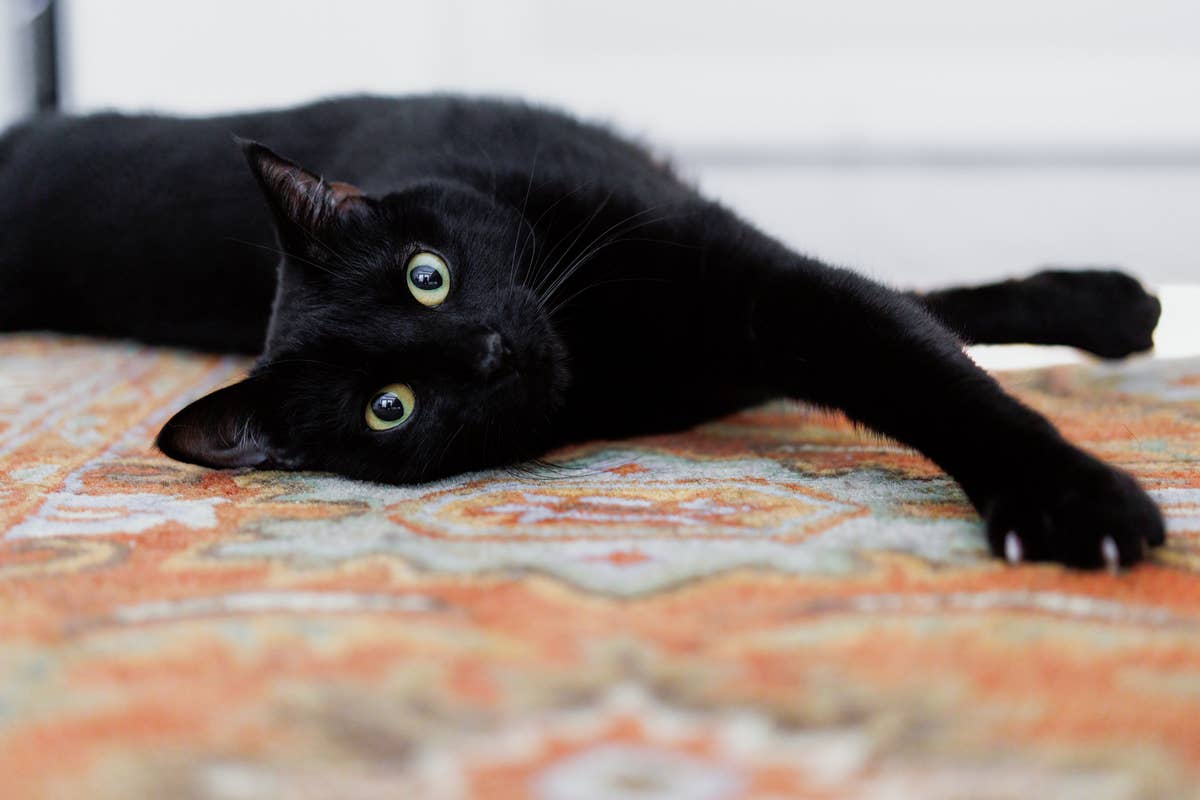300+ Black Cat Names (Male & Female) - PetHelpful
