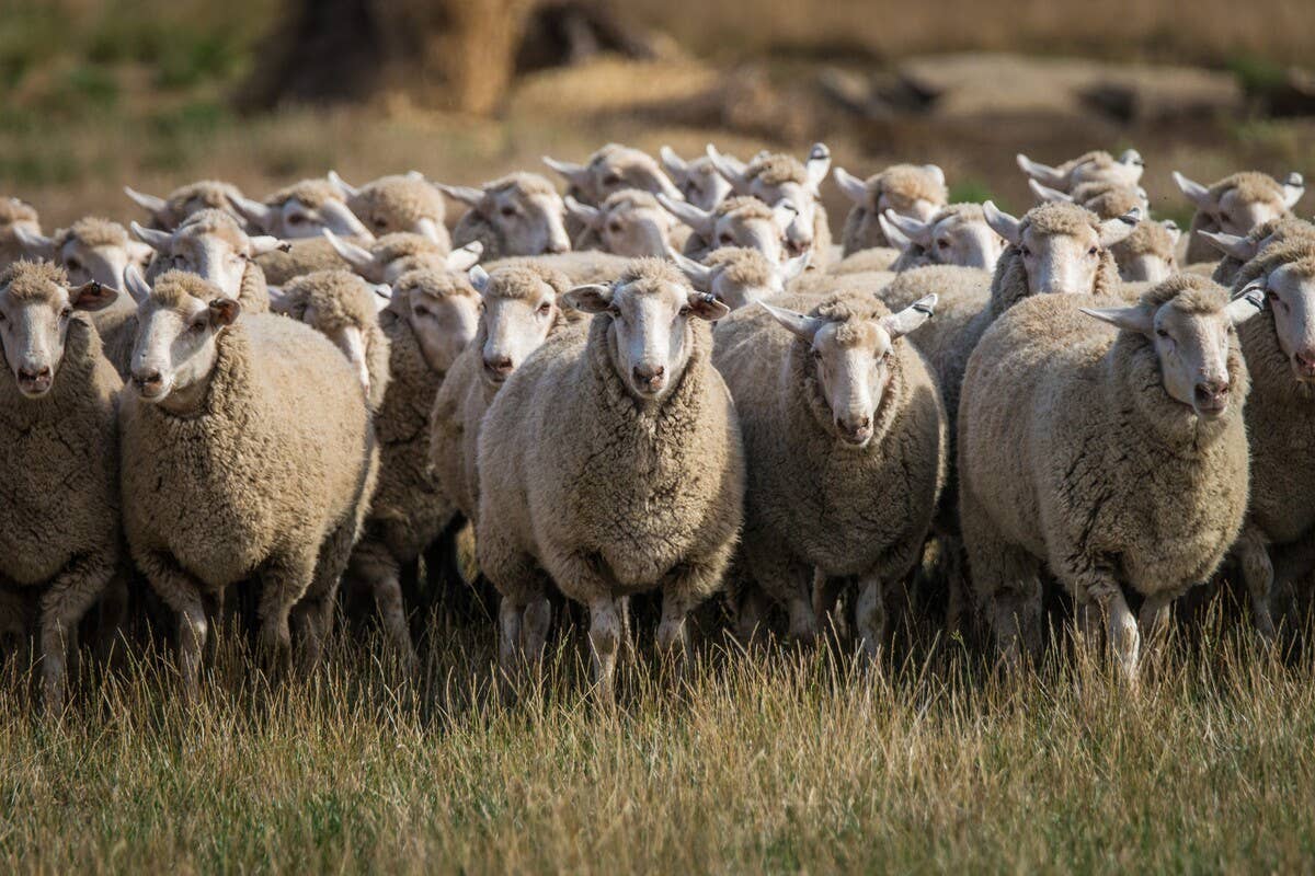 Rescued Sheep Who Just Lost All Her Babies Gets Most Heartwarming ...
