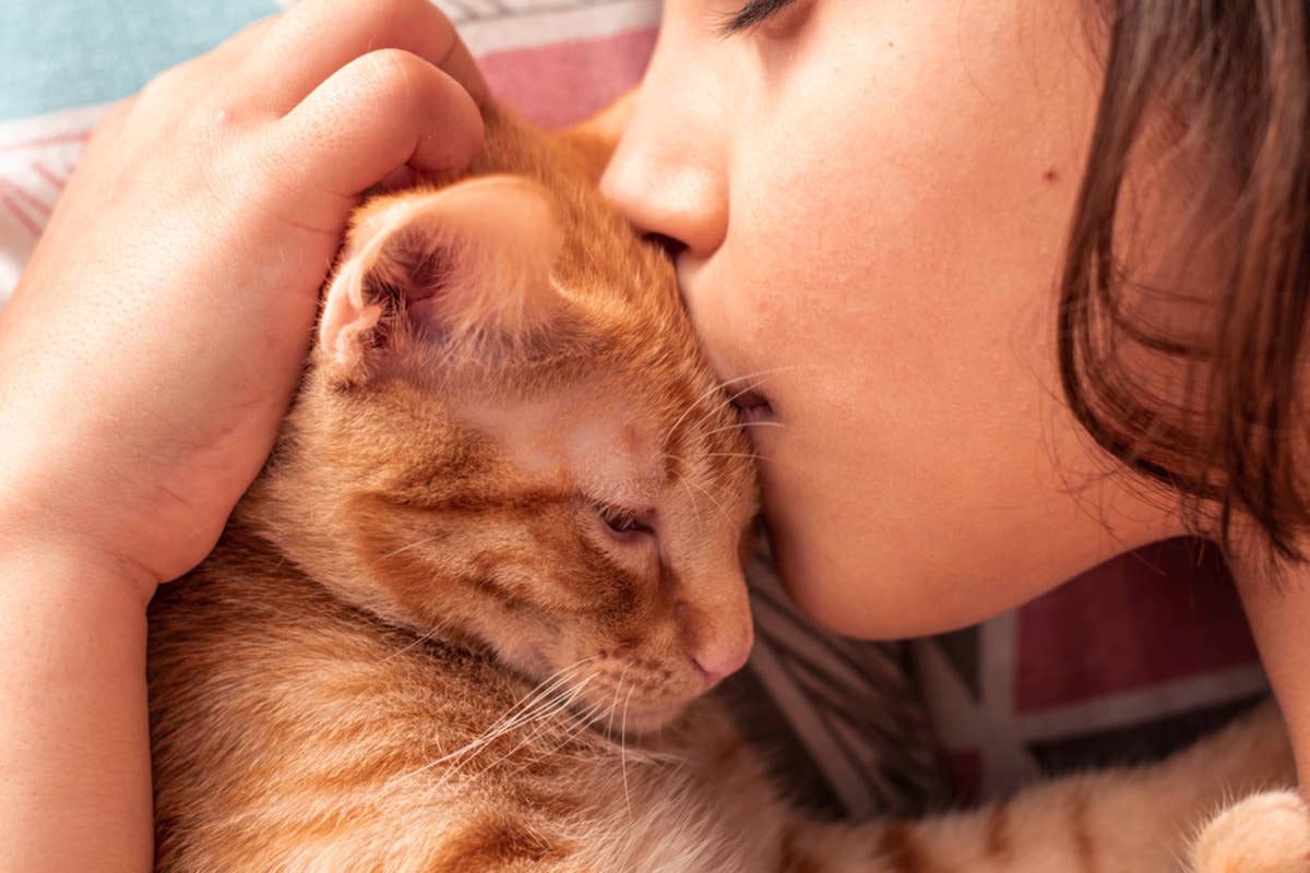 T.J. Maxx’s Pet Memory Box Is a Cat Lover’s Must-Have - PetHelpful