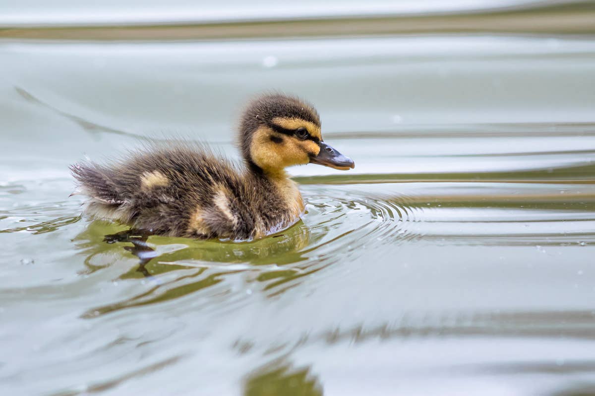 Duckling's Priceless Pool Zoomies While Siblings Watch in Disbelief Are ...